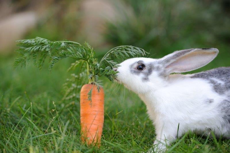 Iepurii – habitat si alimentatie